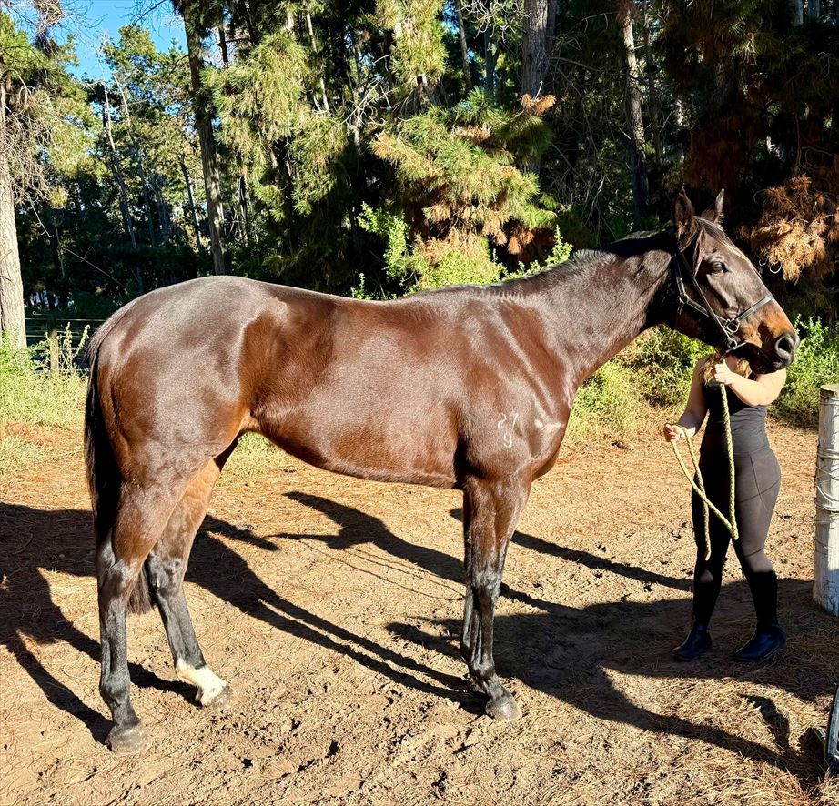 2025 JUNE (Late) Online Sale | Inglis Digital Online Auctions