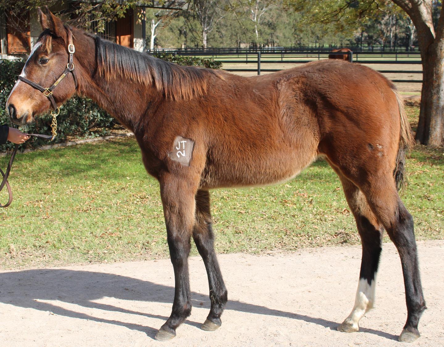 2025 JULY (Early) Online Sale | Inglis Digital Online Auctions