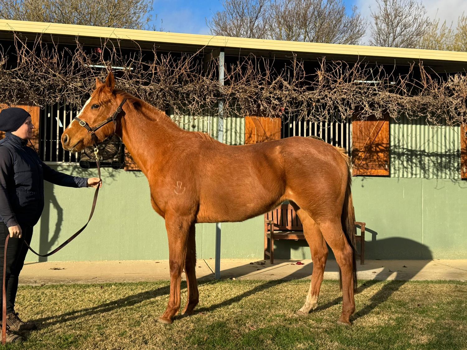 2025 JULY (Early) Online Sale | Inglis Digital Online Auctions