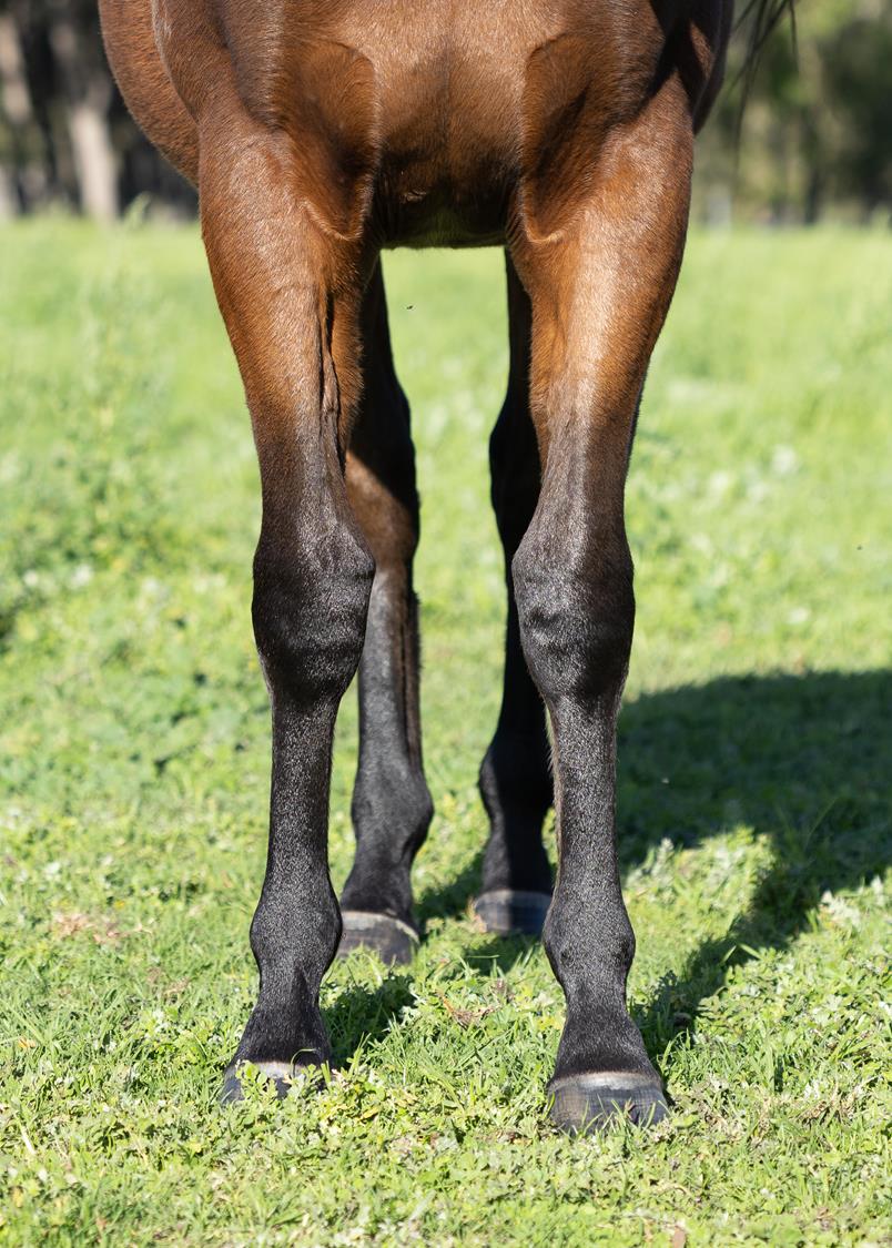 2025 JULY (Early) Online Sale | Inglis Digital Online Auctions