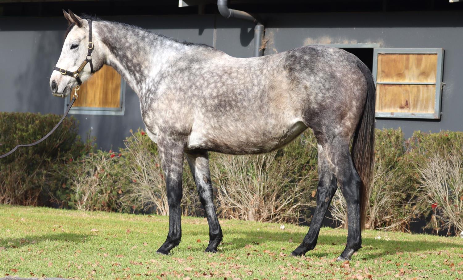 2025 JULY (Early) Online Sale | Inglis Digital Online Auctions