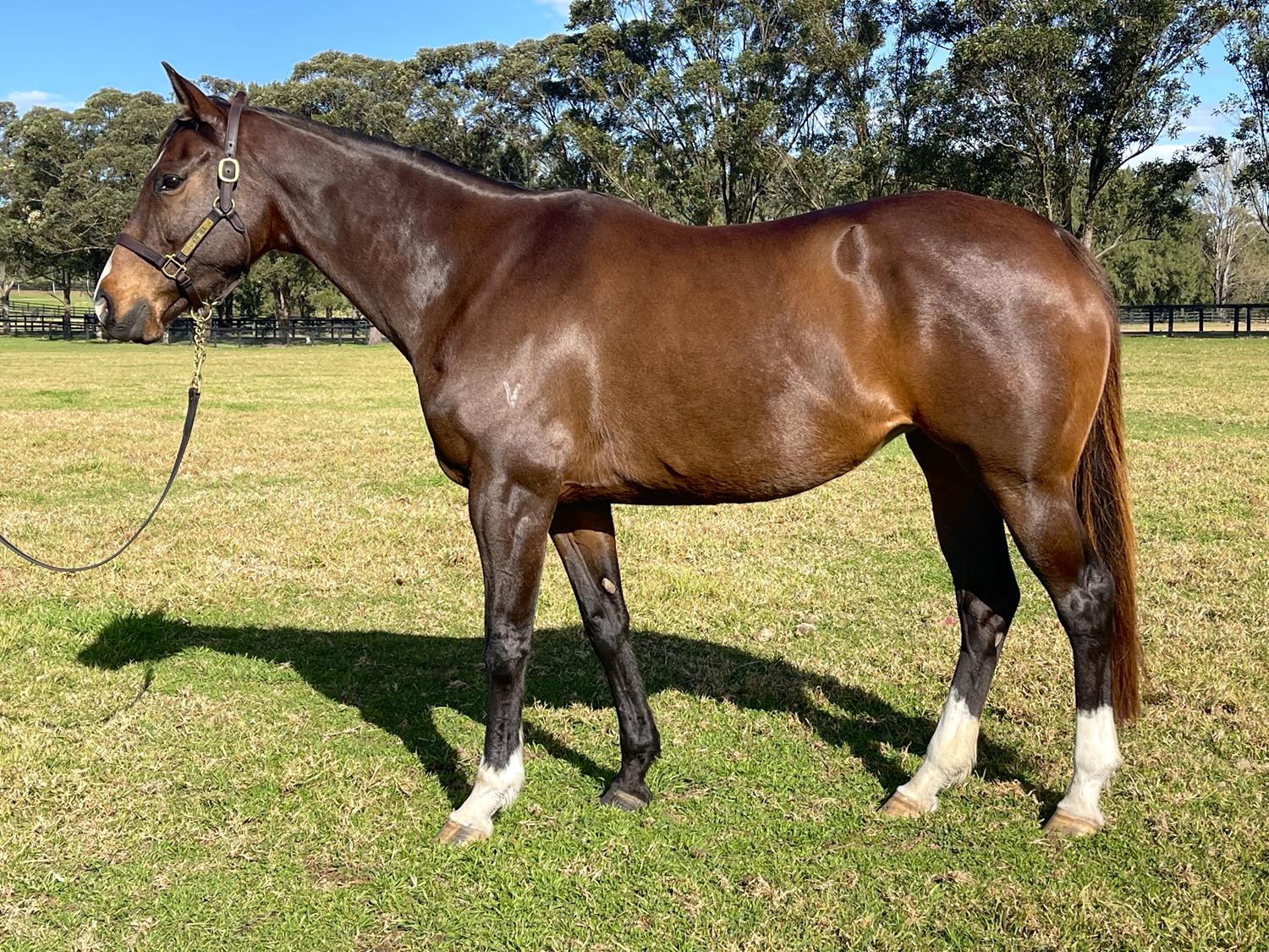 2025 JULY (Early) Online Sale | Inglis Digital Online Auctions