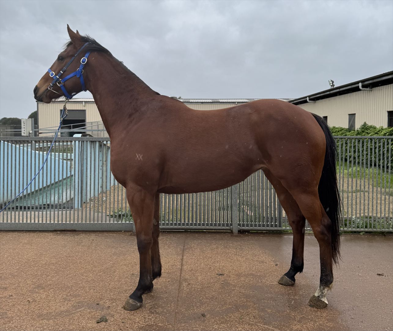 2025 JULY (Early) Online Sale | Inglis Digital Online Auctions
