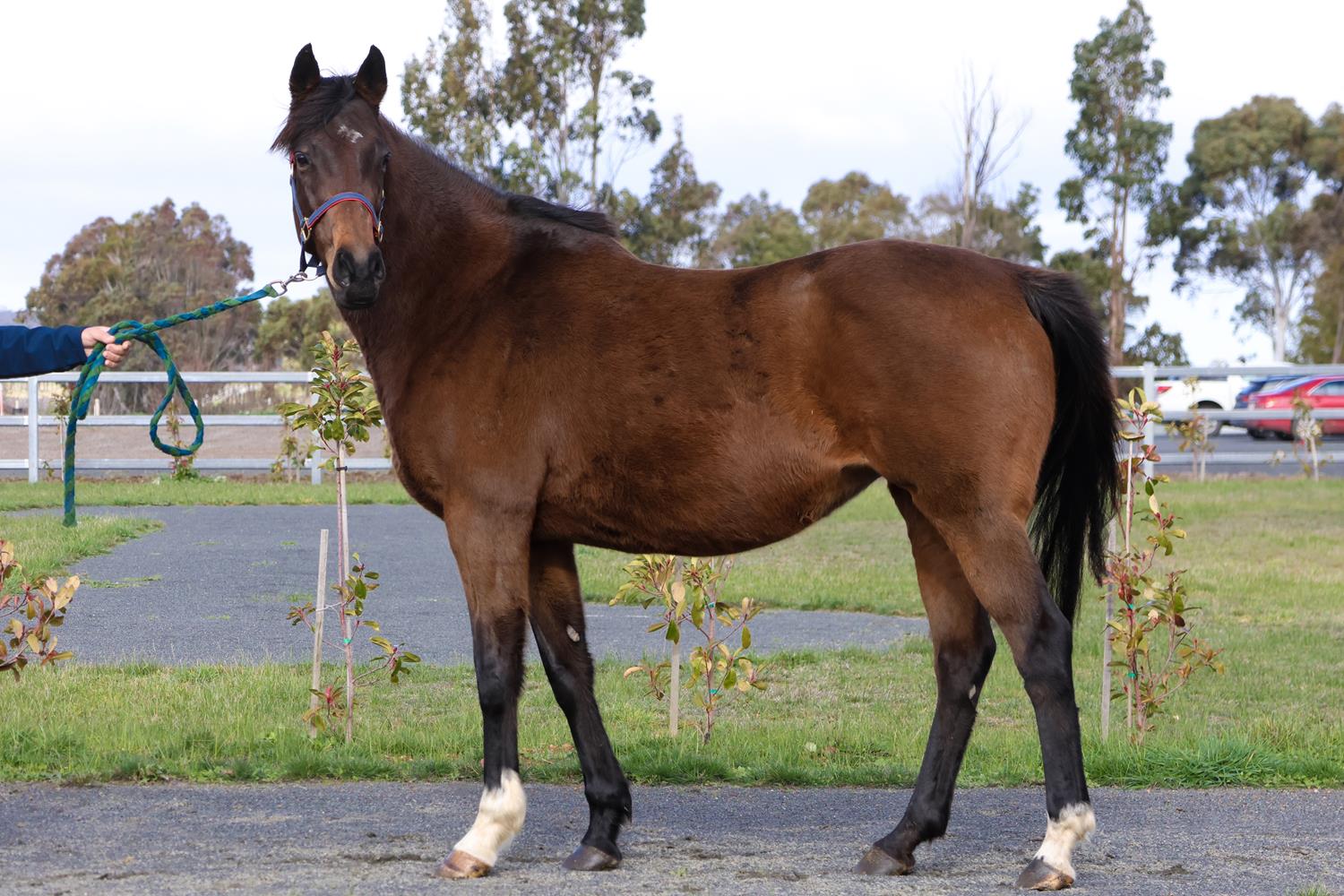 2025 JULY (Early) Online Sale | Inglis Digital Online Auctions