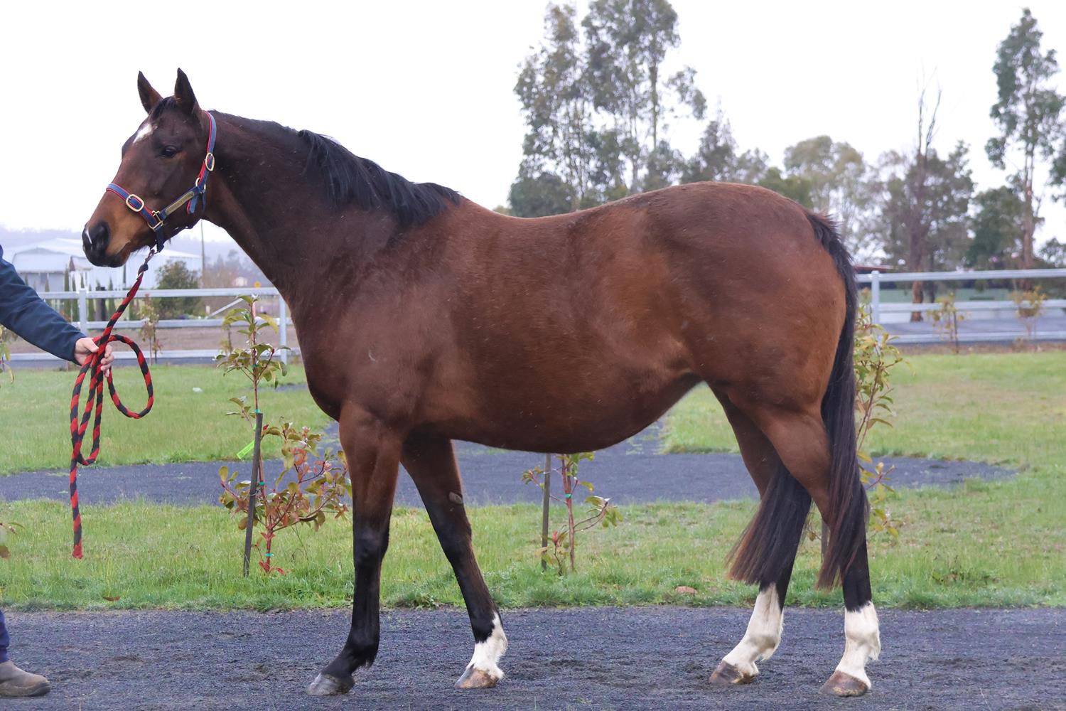 2025 JULY (Early) Online Sale | Inglis Digital Online Auctions